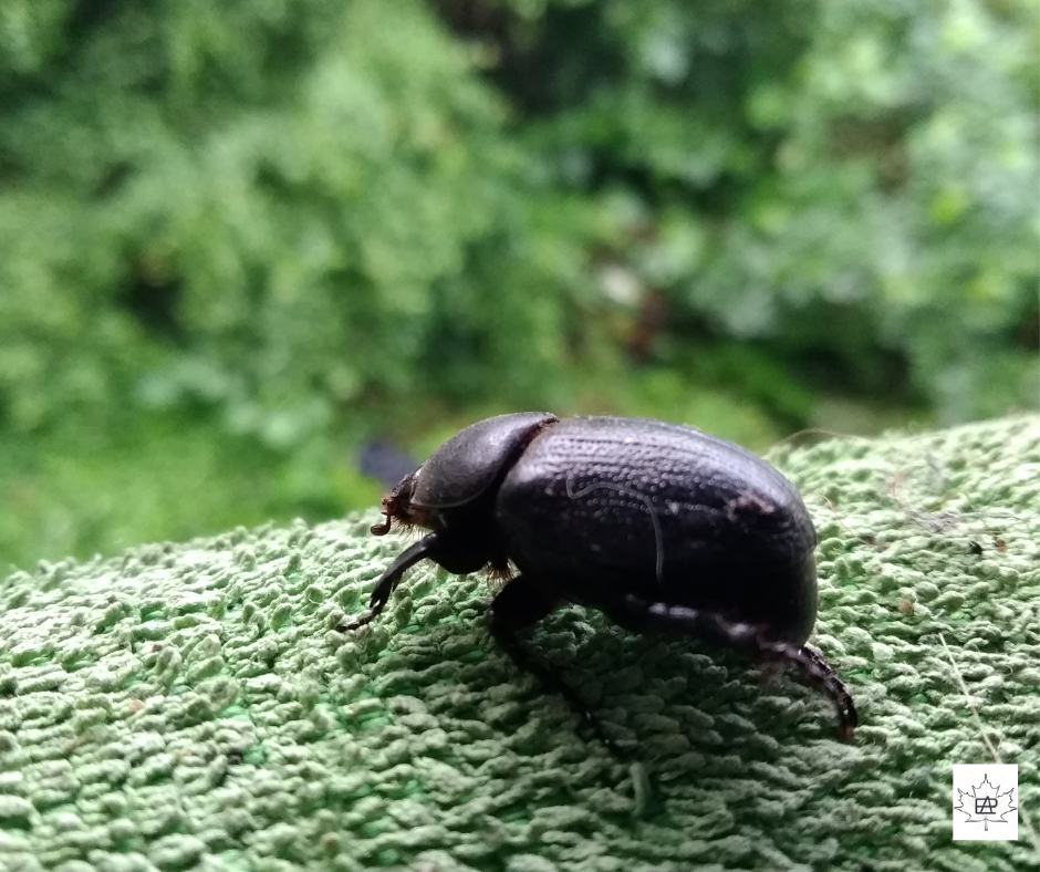 Most Folks Call Insects Bugs. But Are They All True Bugs? Pic of the ...